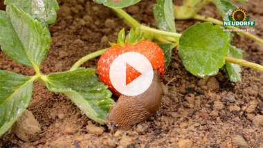 Neudorff : Ferramol Snigel Effekt