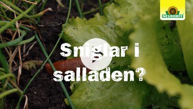 Neudorff : Ferramol Snigel Effekt